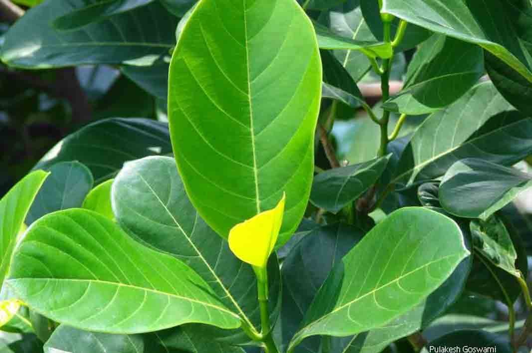 Wow, this is it. The Benefits of Jack Fruit Leaves ~ convenience ...