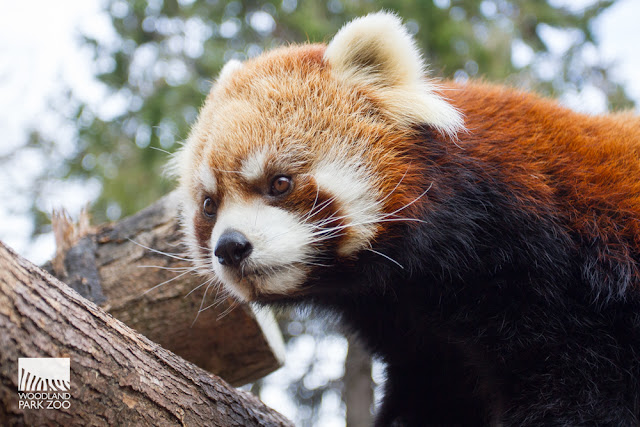 Red panda receives special therapy sessions