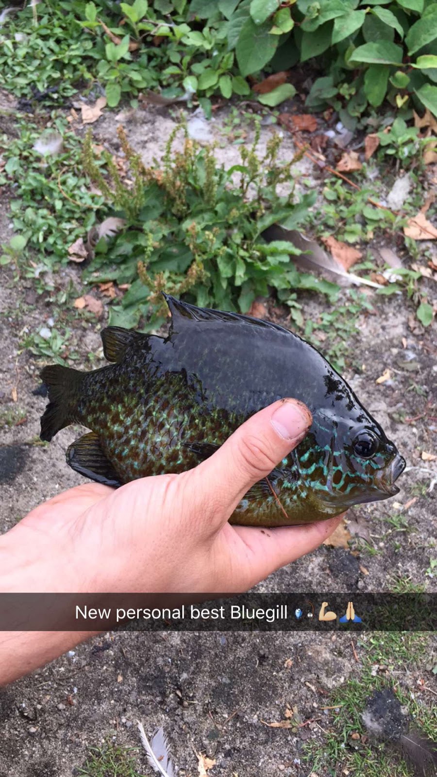 Chasing Tails Bait & Tackle