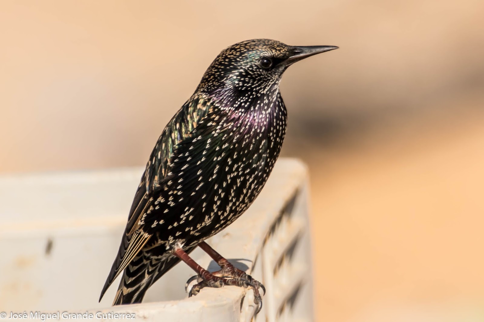 AVES DEL CIELO - BIRDS OF HEAVEN: Estornino pinto (Sturnus vulgaris ...