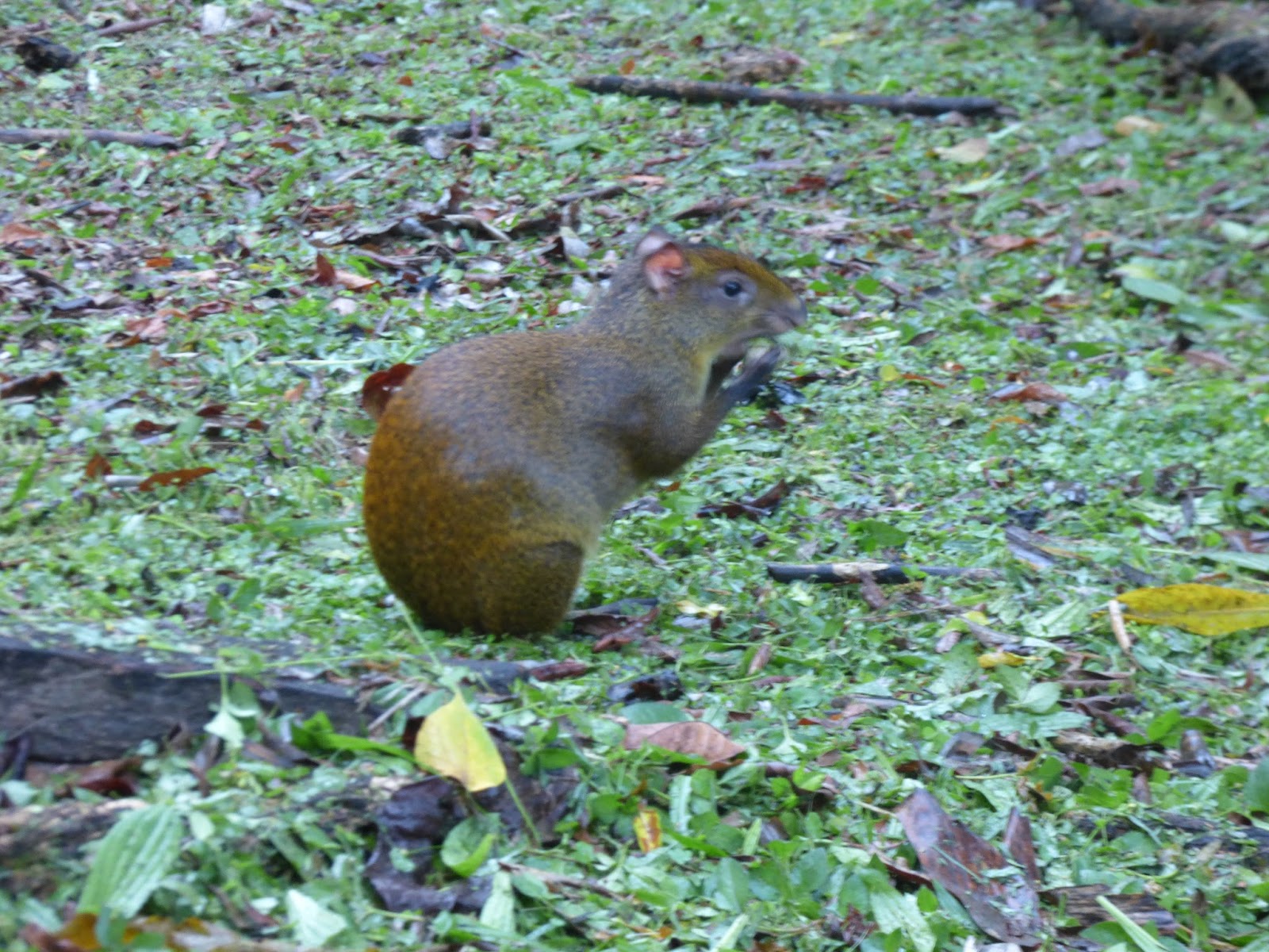 Fauna y Fotografía: Costa Rica: Monteverde y alrededores..