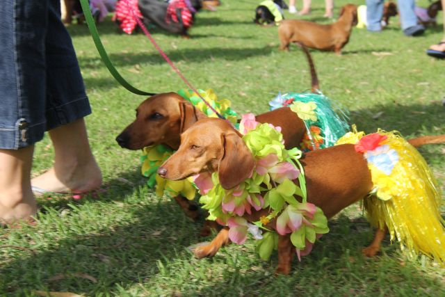 Long Dogs WA: Dachshunds in the Park - The Long Dog Luau