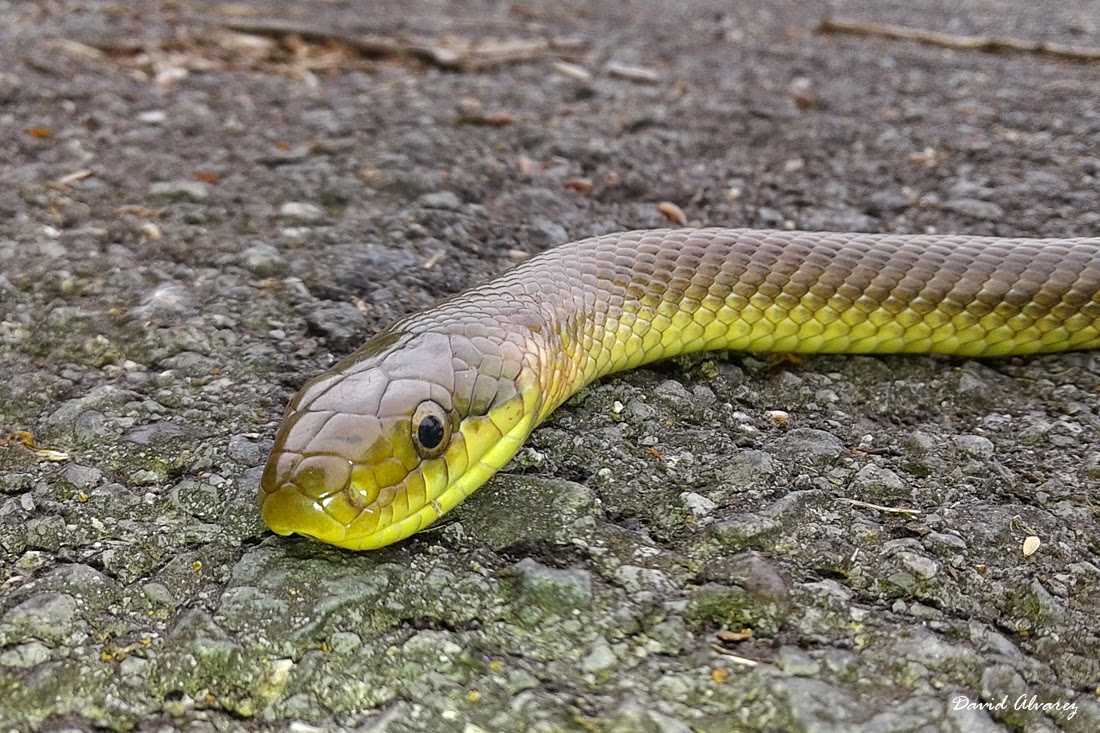 Naturaleza Cantábrica: Culebra de Esculapio: de divinidad de la salud a ...