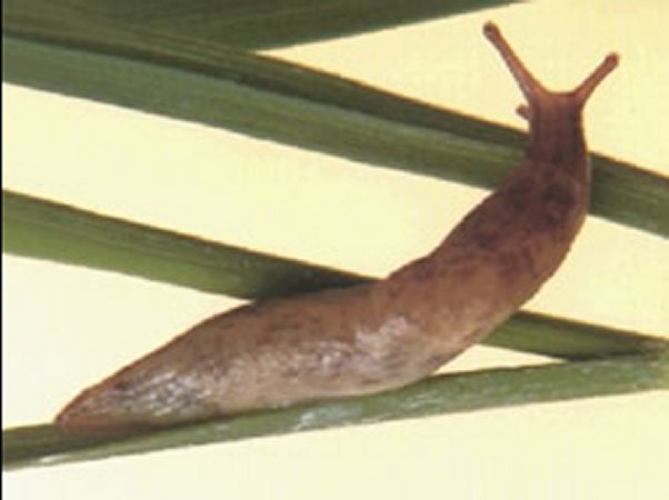 The Urban Mystic: Slug