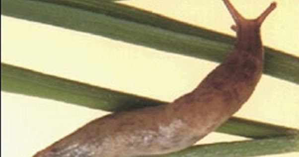 The Urban Mystic: Slug