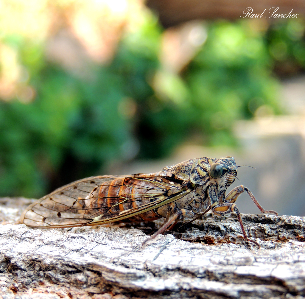 Naturaleza Viva : Los cicádidos o Chicharras (Cicadidae),