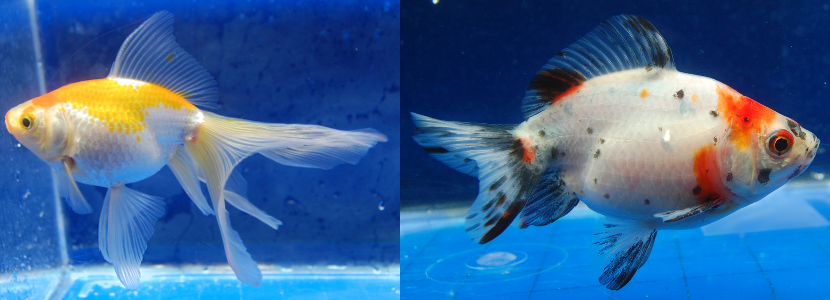Fish Girl Writes: Goldfish Breeds