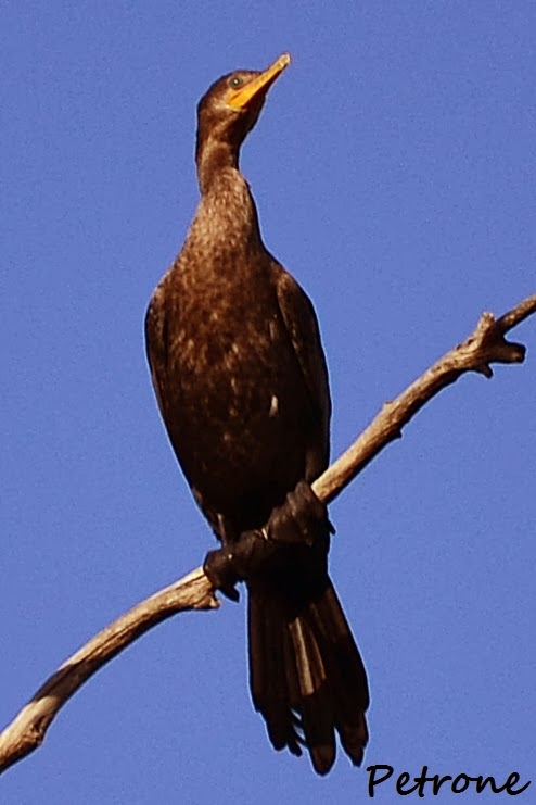 Aves de La Floresta: Biguá