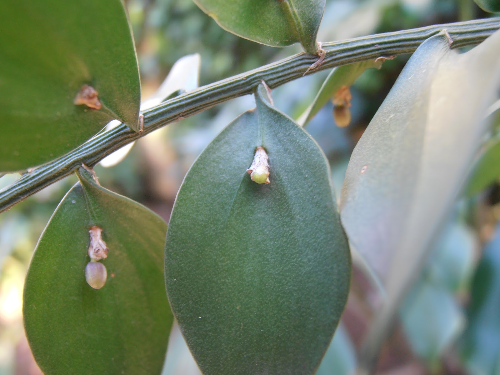 RUSCO: Ruscus aculeatus | Plantas rioMoros