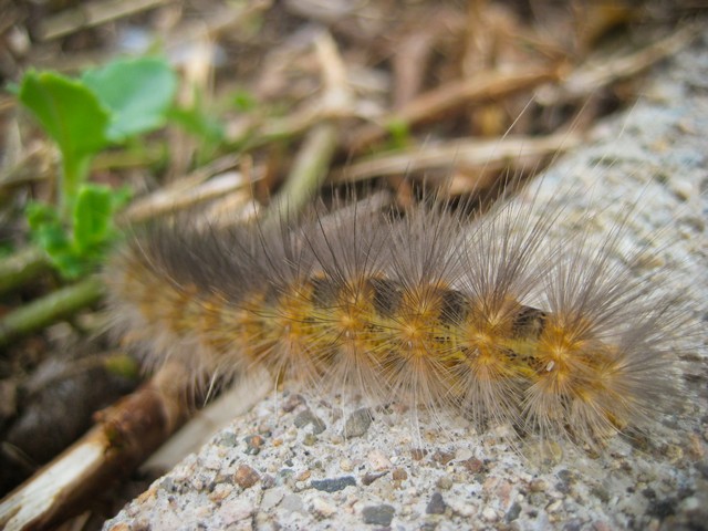 yo sandora: QUEMADORES