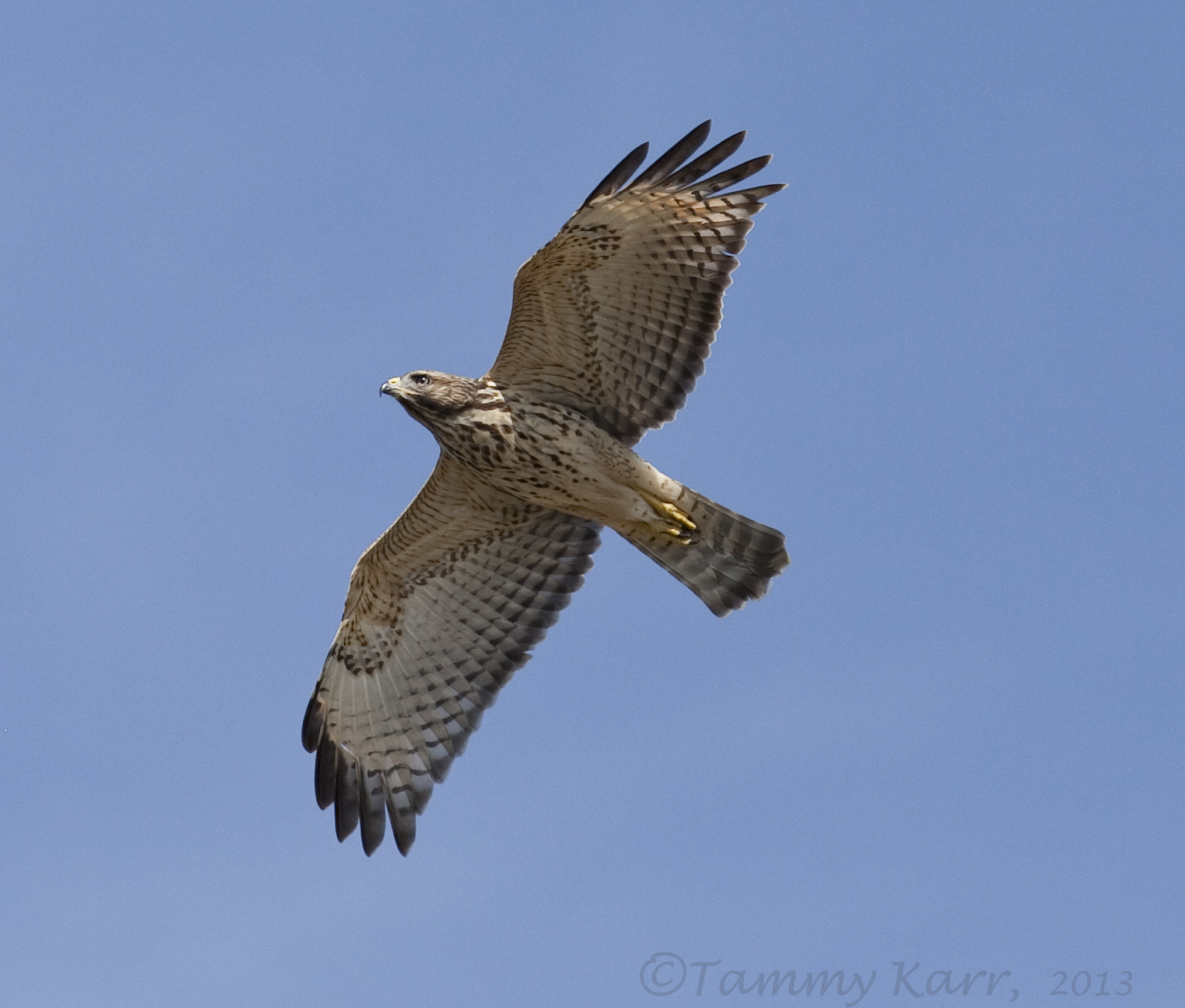 i heart florida birds: Raising a Fish Hawk
