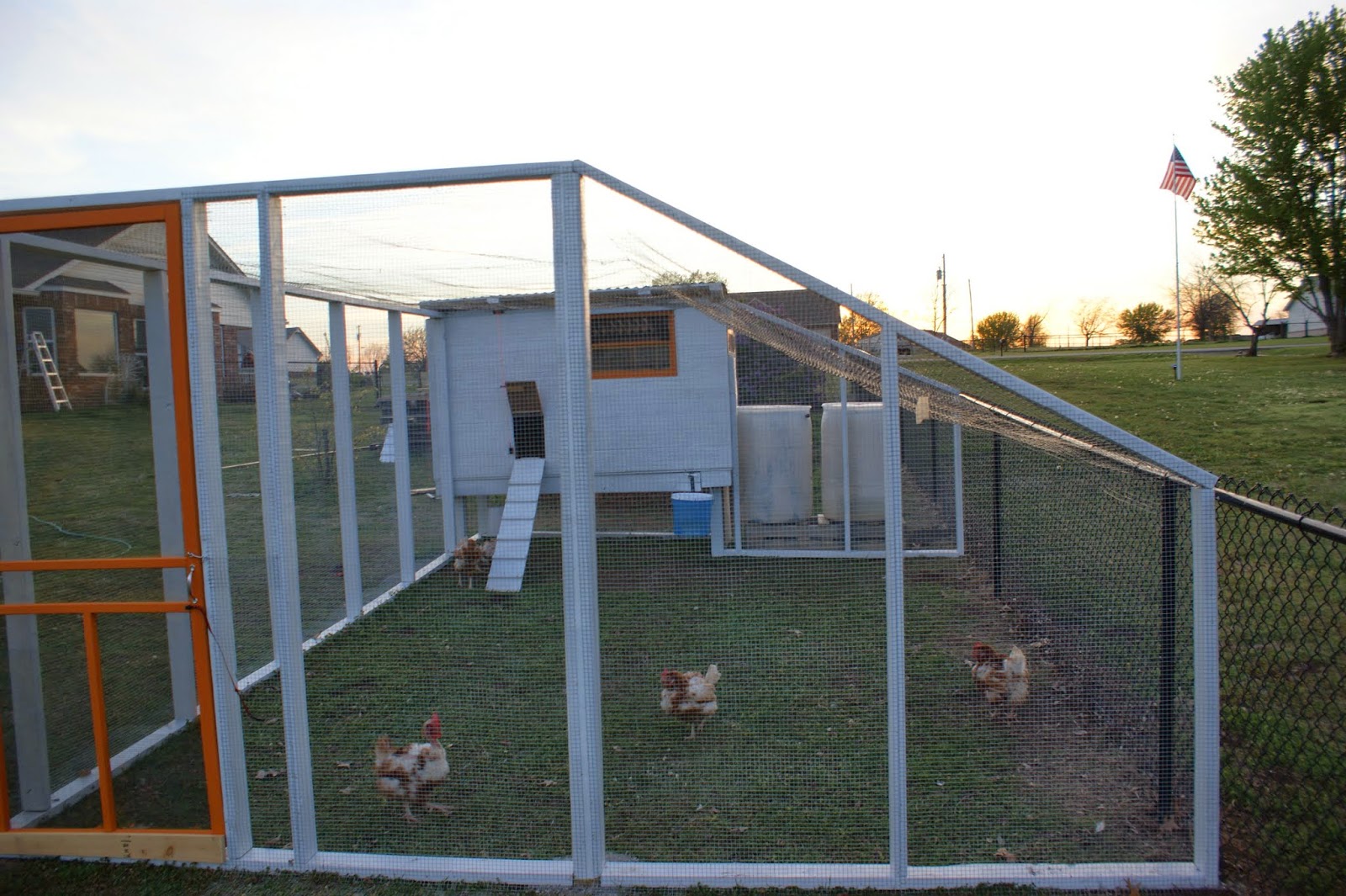 Wild Ramblings: Chickens!
