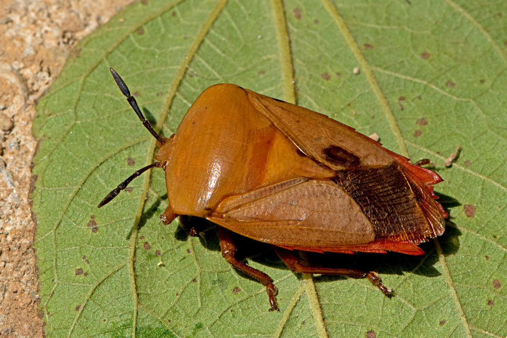 Thailand Misc Bug Gallery | BugsAlive