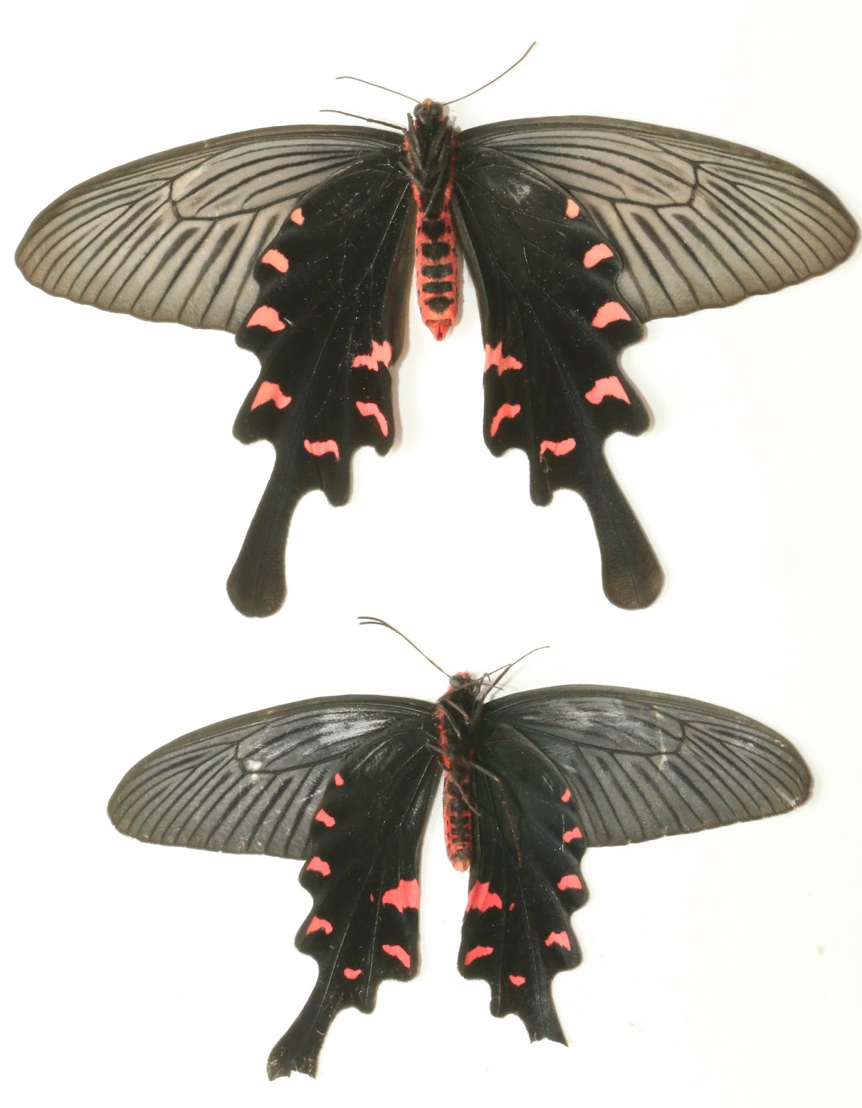 Butterflies of Vietnam: 115. Byasa confusus mansonensis (The Chinese ...