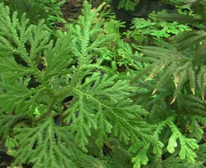 Maghfir Articles: Klasifikasi Ilmiah dari Beberapa Tanaman Paku