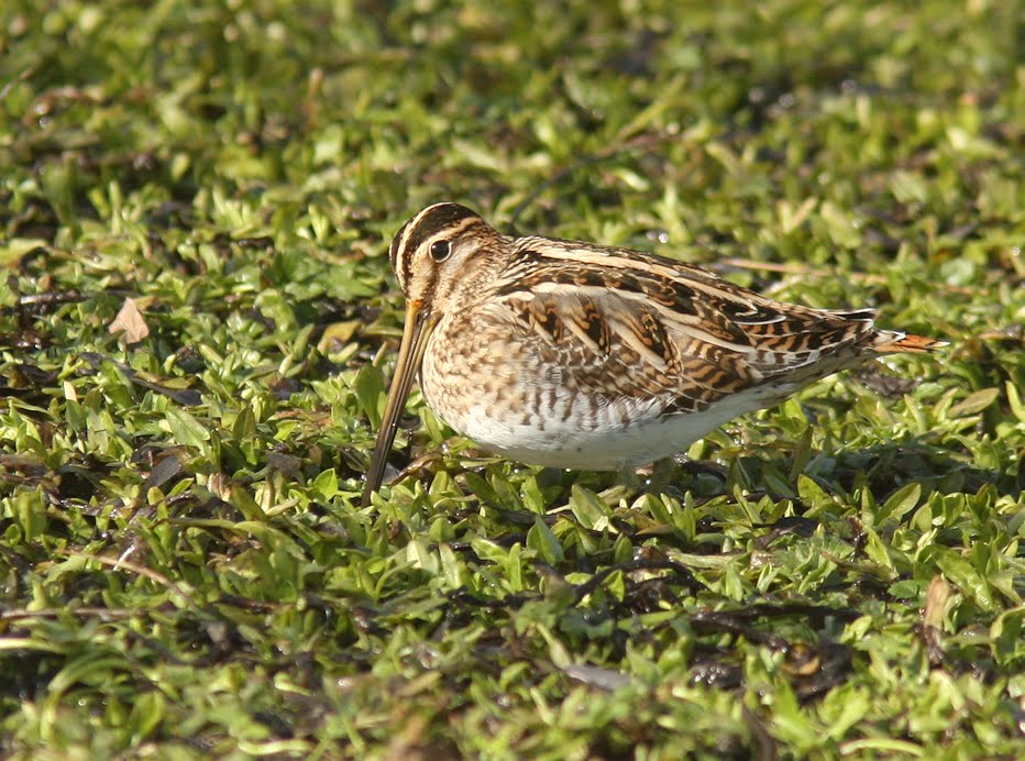 Birding Newfoundland with Dave Brown: A Discussion of Common Snipe vs ...