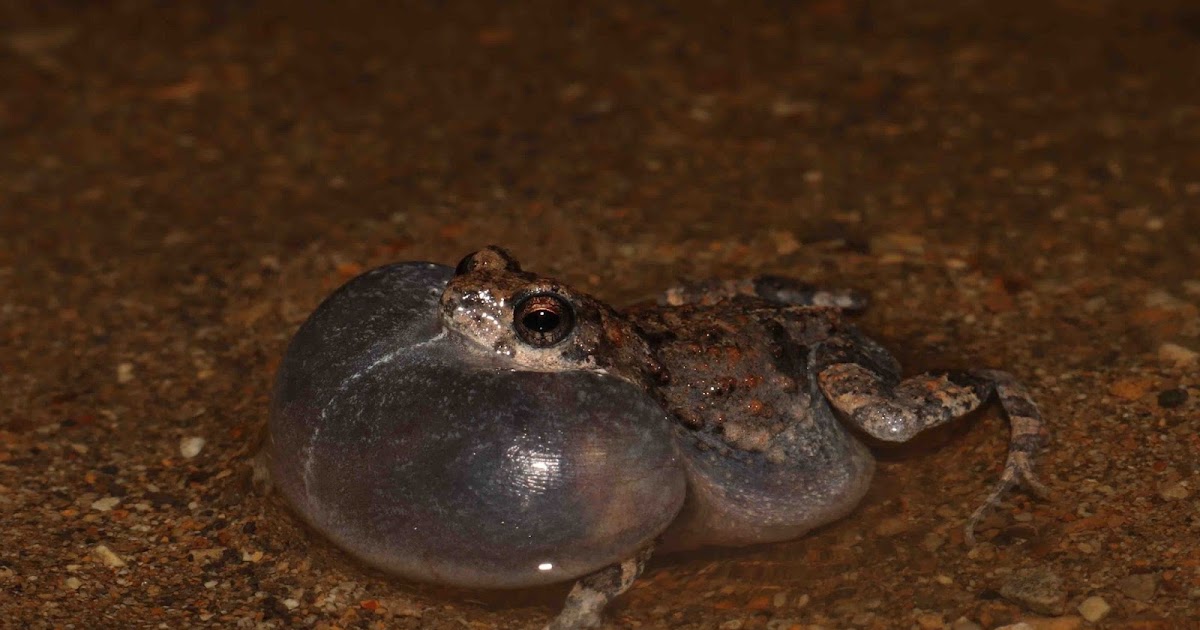 Tropical Biology on a Changing Planet Semester Abroad Program in Costa ...