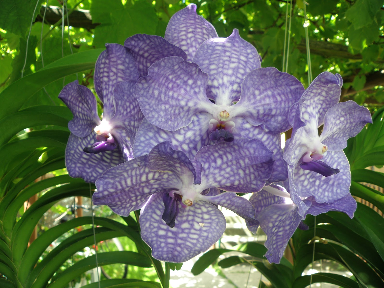 Orchidee: Vanda Blue Magic