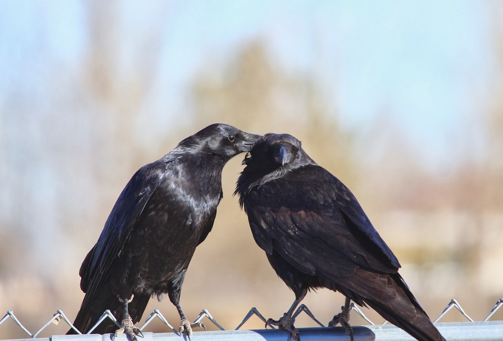 Roger's Birding Adventures: Interesting Common Raven behavior, plus ...