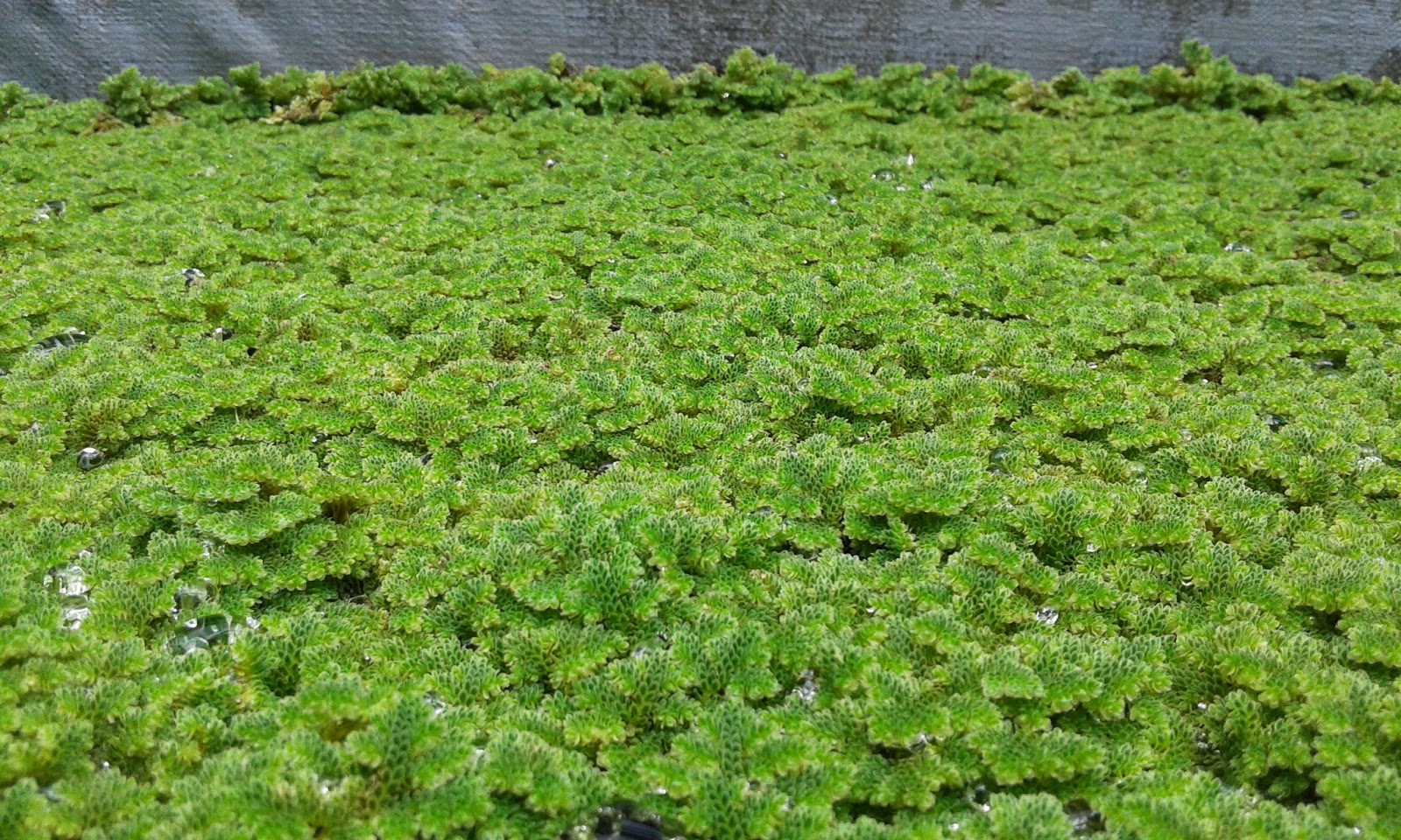 Budidaya azolla microphylla|Arief-Razqa-Farm