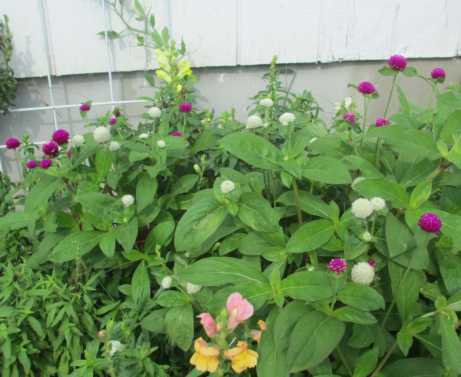 Garden Fancy: Back to the Garden