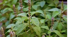 Forskolin side effect ~ Weight Loss Natural