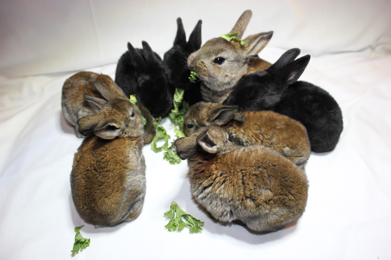 RSPCA Manchester & Salford Branch: Orphaned Baby Bunny Easter Appeal