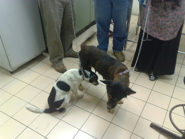 TNRM IN RAWANG | Malaysian Dogs Deserve Better | PetFinder.my WAGazine