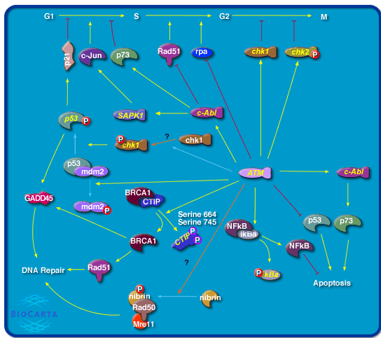Radiation Information Blog Joint: LNT Model & Radiation Studies