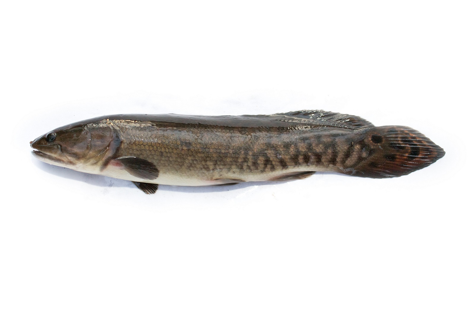 Real Monstrosities: Bowfin