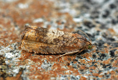 Gower Wildlife: Two new moths for Gorseinon