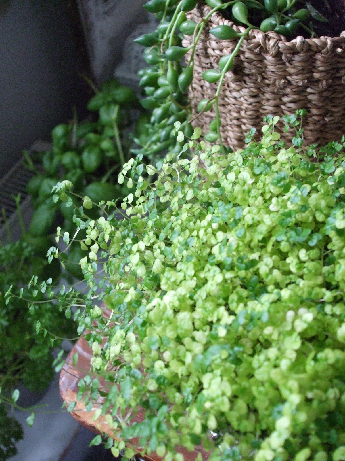 Karin's passie..: Mini-tuintje in huis met vers groen en bloemen..(Mini ...