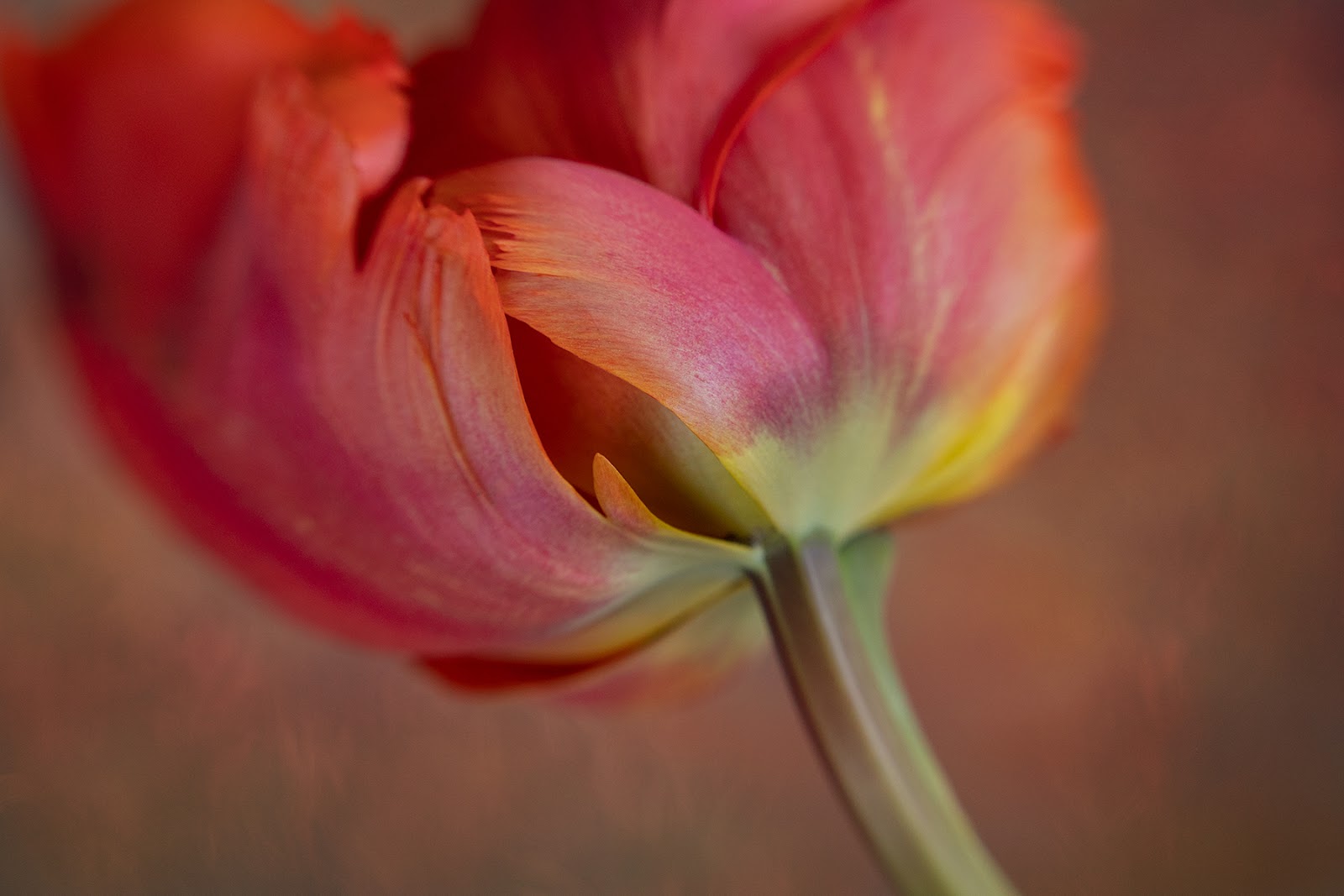 Kathleen Clemons Photography: Bringing Back Joy