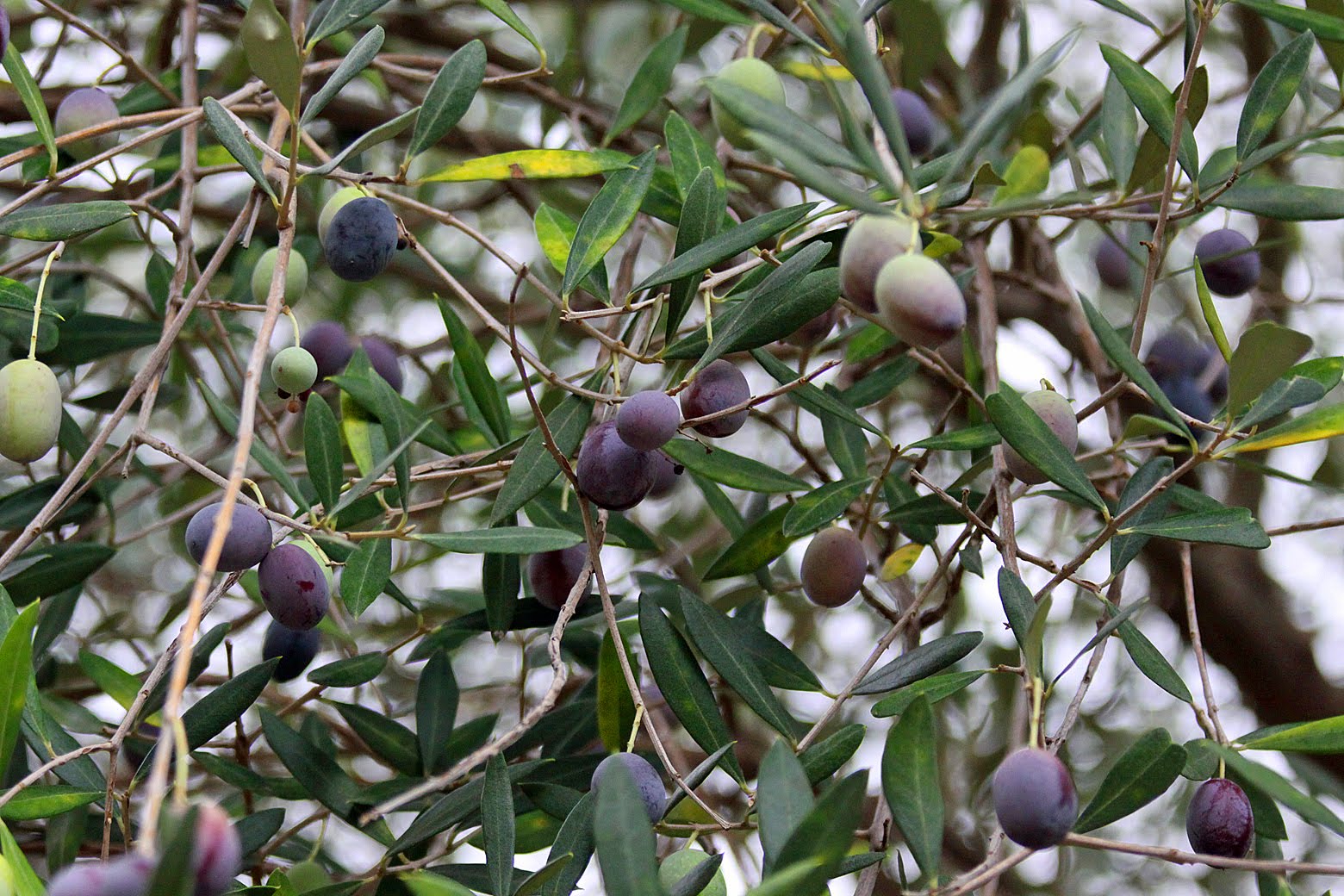 Southern Lagniappe: The Olive Tree