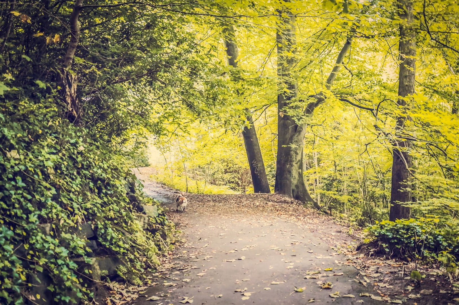 8 reasons to love Autumn | Mandy Charlton - Photographer, Writer, Blogger