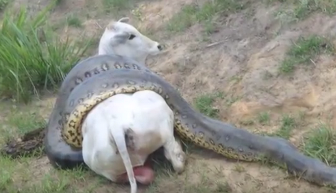 Goliath Anaconda Attacks Cow ~ Zoo Against Freedom