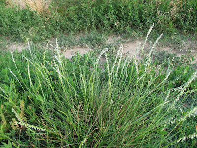 FLORA NEL SALENTO e.. anche altrove: Lolium perenne L. - Poaceae ...
