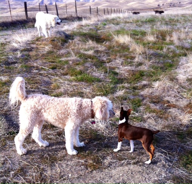 Are Rat Terriers Good Squirrel Dogs