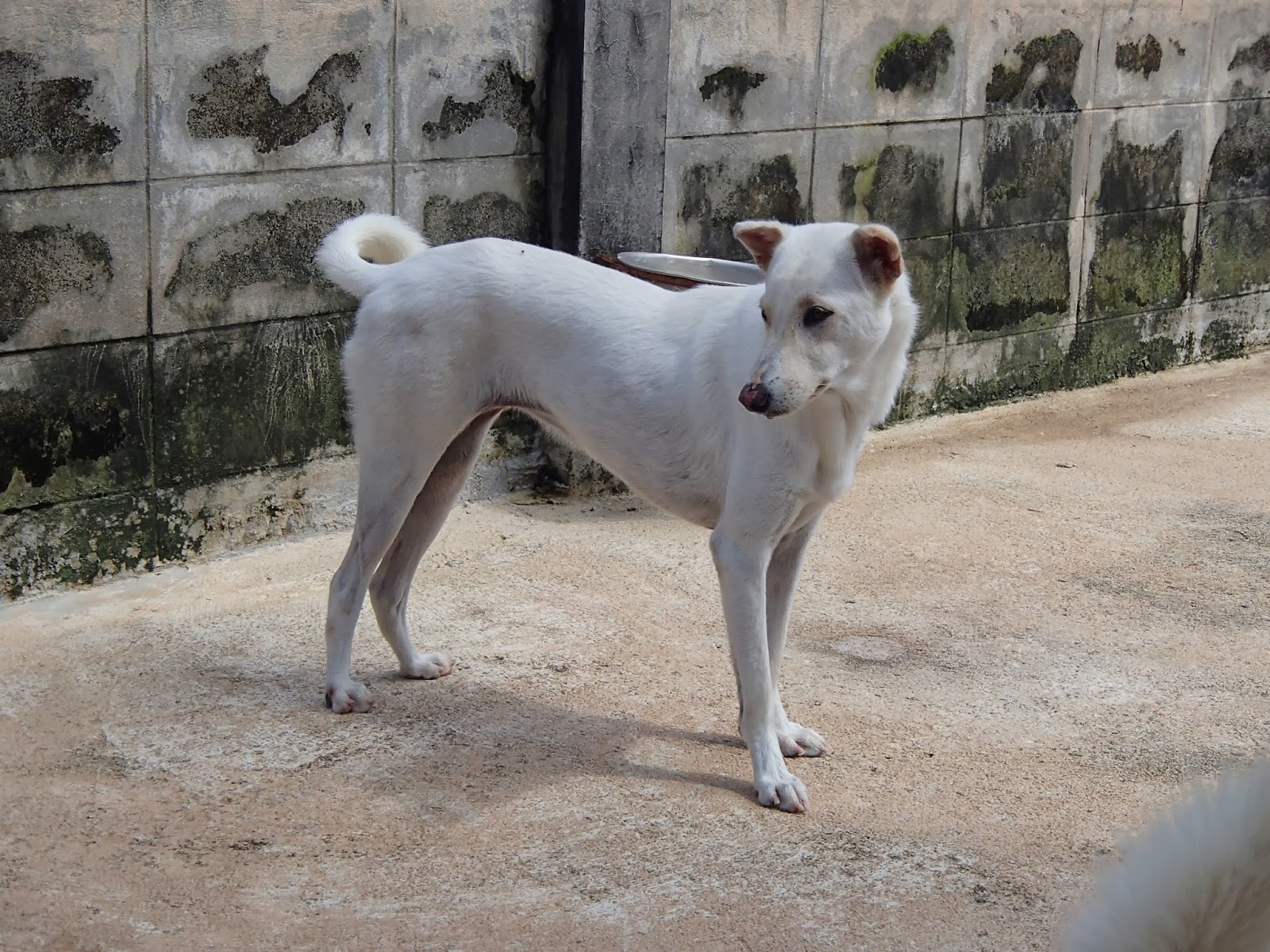 Manatee Out of Water: Soi Dog Day 1 - Puppy Party, the B2 Run and Kitties