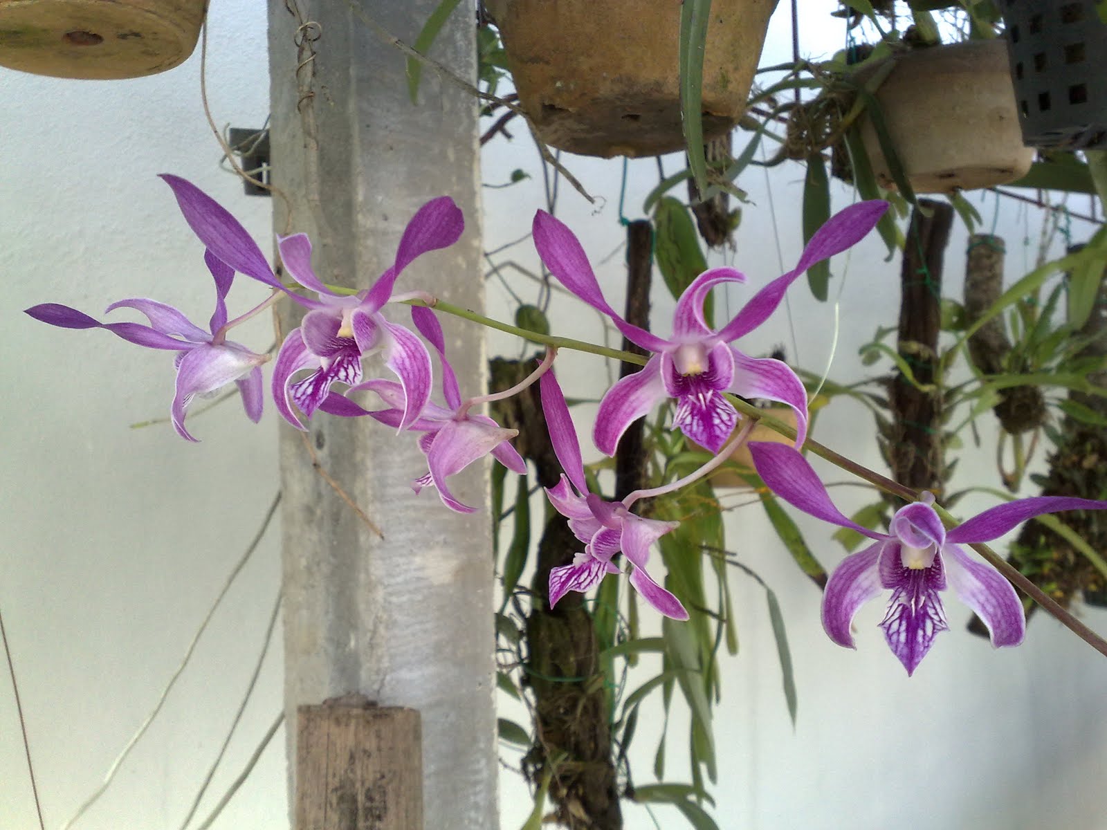 Mat Anggerik: Dendrobium Caesar?