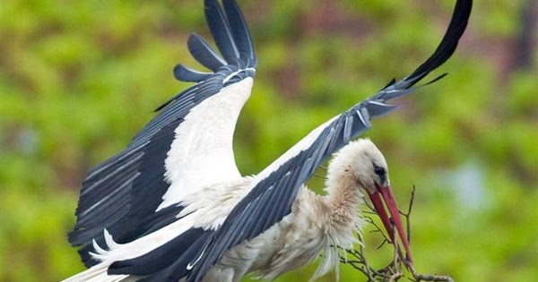 The most beautiful and magnificent birds Photos picturesque | TOOOPIC