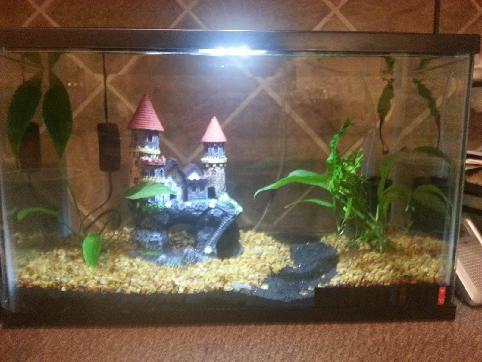 Aquarium Log Log 1 Tank Rescape And Meet Henry aquarium-log-log-1-tank-rescape-and-meet-henry