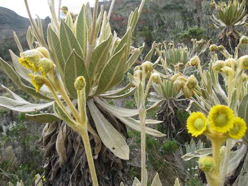 SALTAMONTES CAMINANTES: URRAO - RESERVA COLIBRÍ DEL SOL- PÁRAMO DE FRONTINO