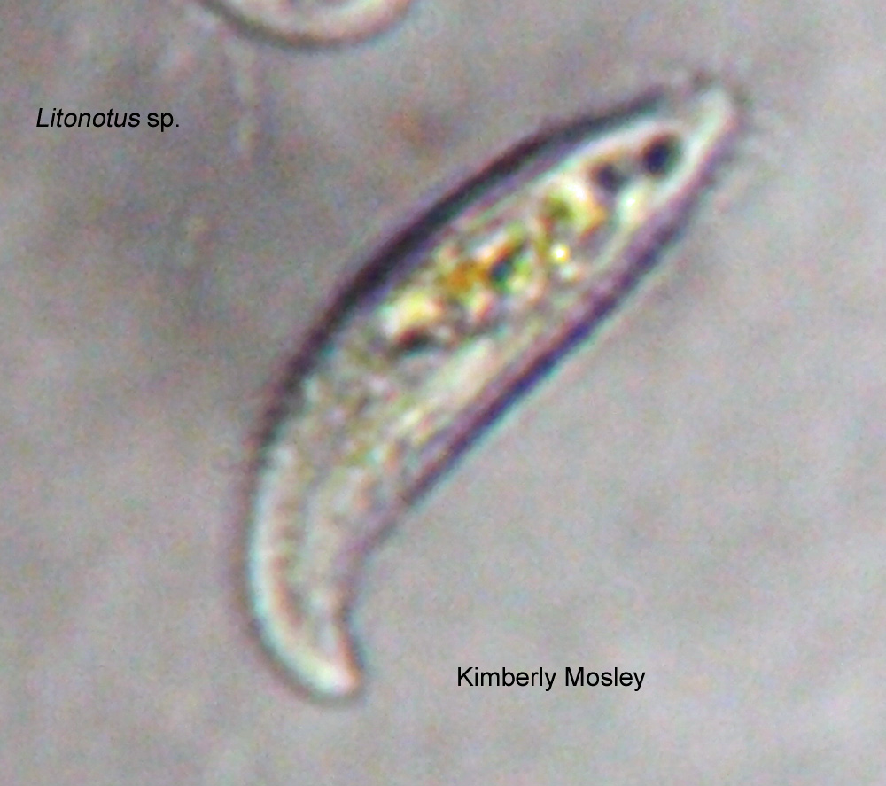 Botany Term Project: November 2012