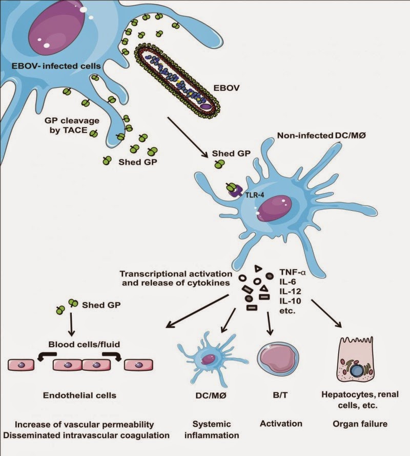Humans and Viruses: Ebola Pathogenesis: GP Protein Shedding