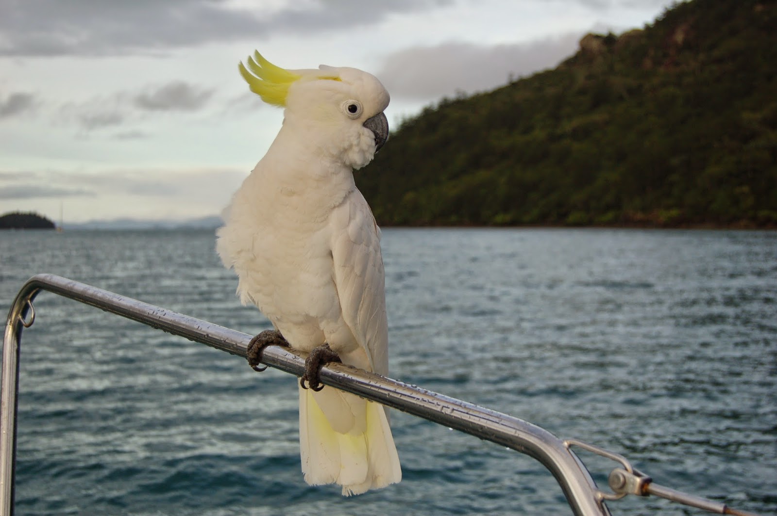Amongst Gum Trees: Like a mad cockatoo