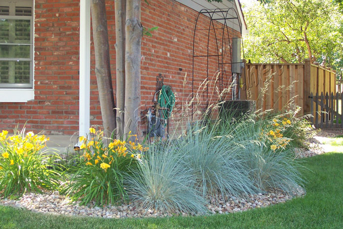 Denver Landscape Plants Blue Oat Grass Avena Grass Helicotrichon Sempervirens