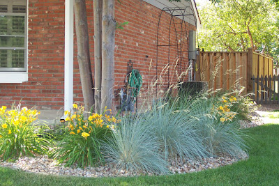 Denver Landscape Plants: Blue Oat Grass-Avena Grass / Helicotrichon ...