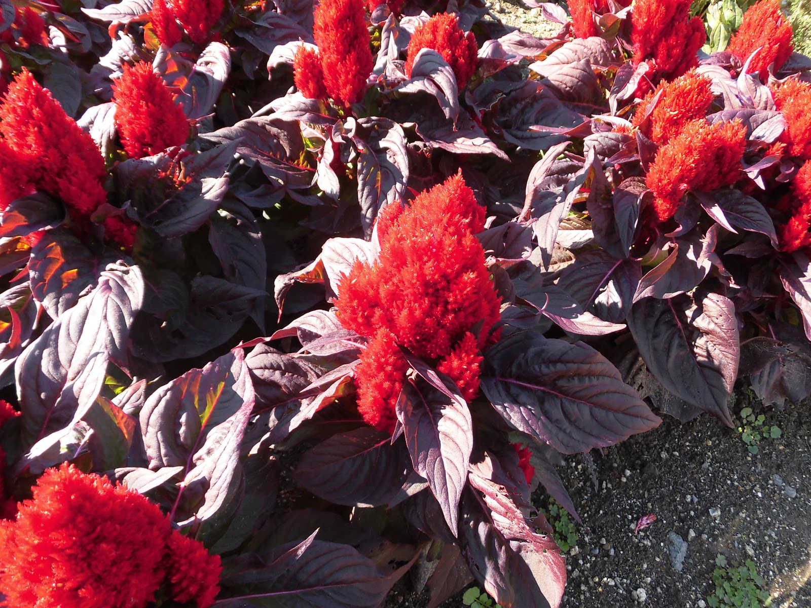 60歳で無職の優雅な日々: ケイトウ・スマートルック・レッド Celosia 'Smart Look Red'