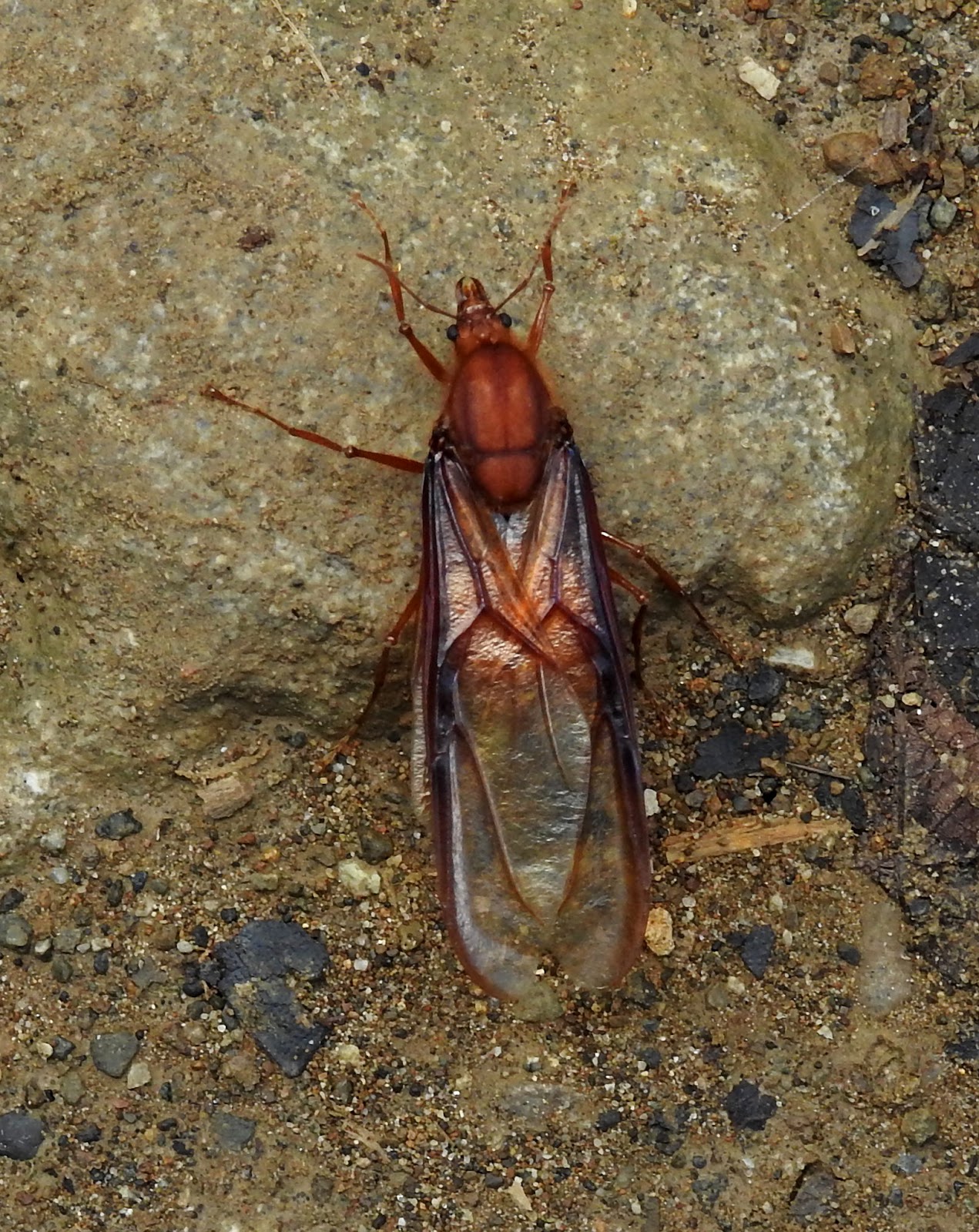 BIRDWALKERMONDAY: ATTA LEAFCUTTER ANT (Genus Atta)